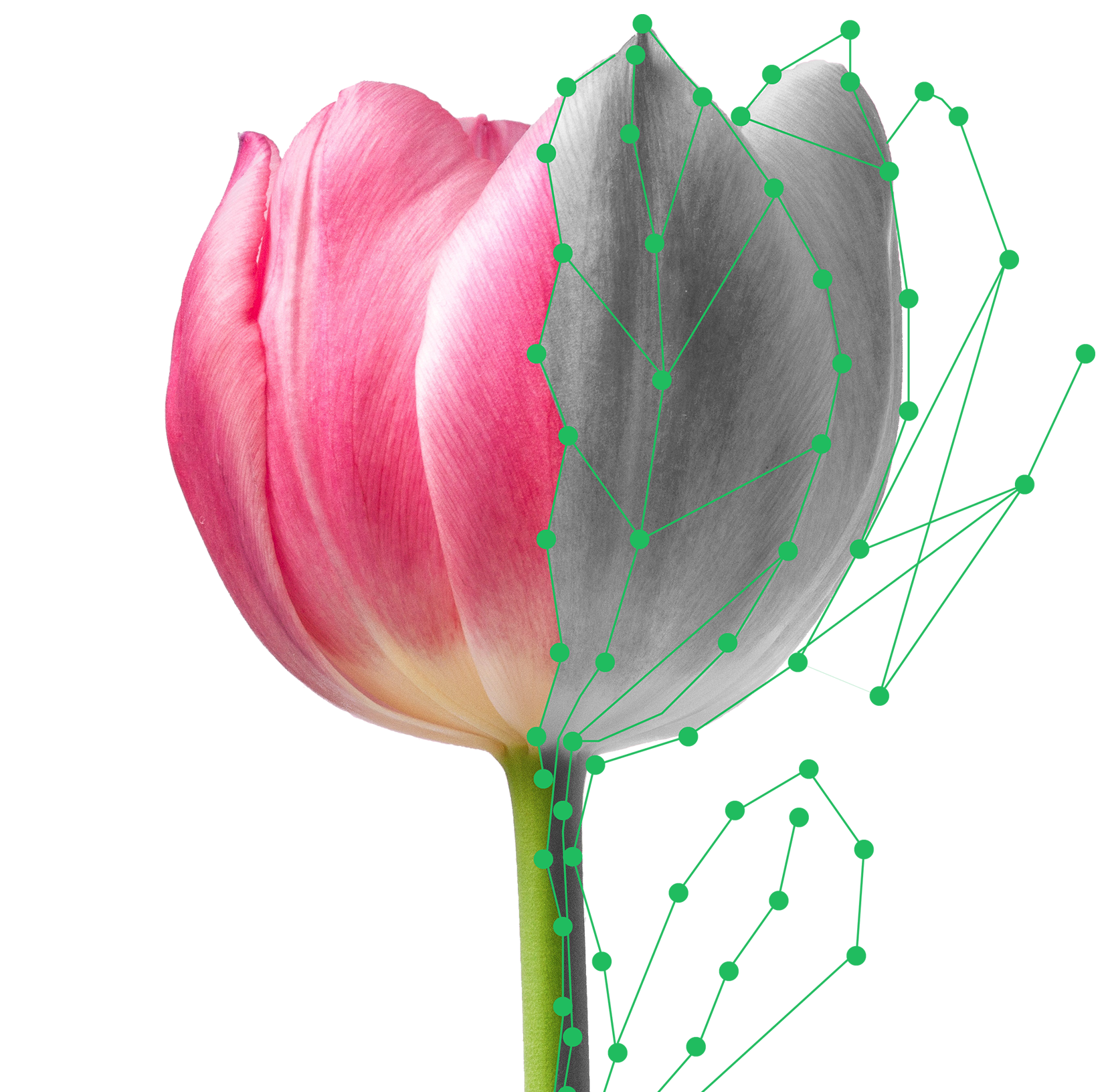 plantdetect-discover-the-species-of-plants-around-you-whezi